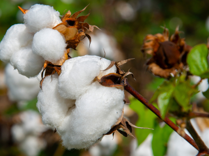 Cotton Cultivation