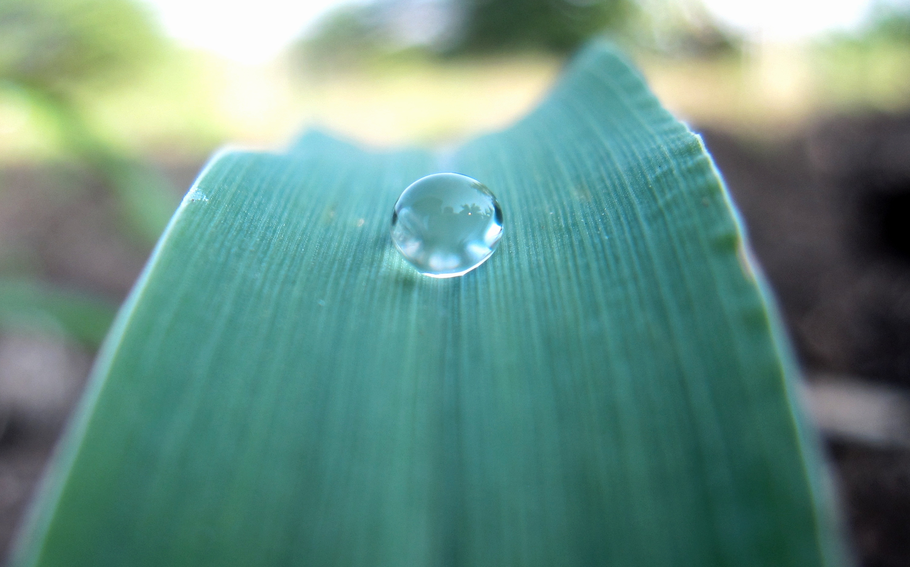 Plant Science | Crop Science Society of America