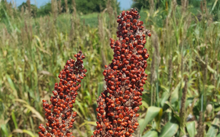 Red Sorghum Plant